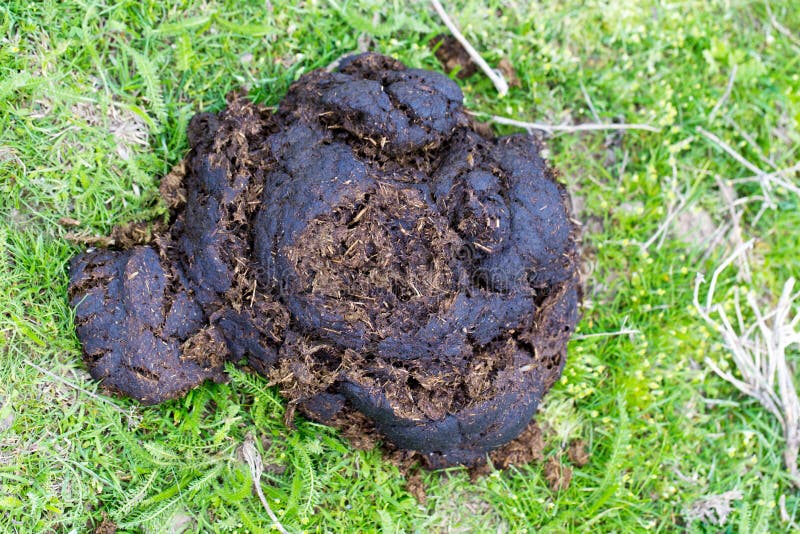 Bouse De Vache Photos Stock - Téléchargez 535 Photos libres de droits