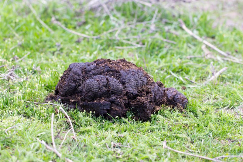 Bouse De Vache Photos Stock - Téléchargez 535 Photos libres de droits