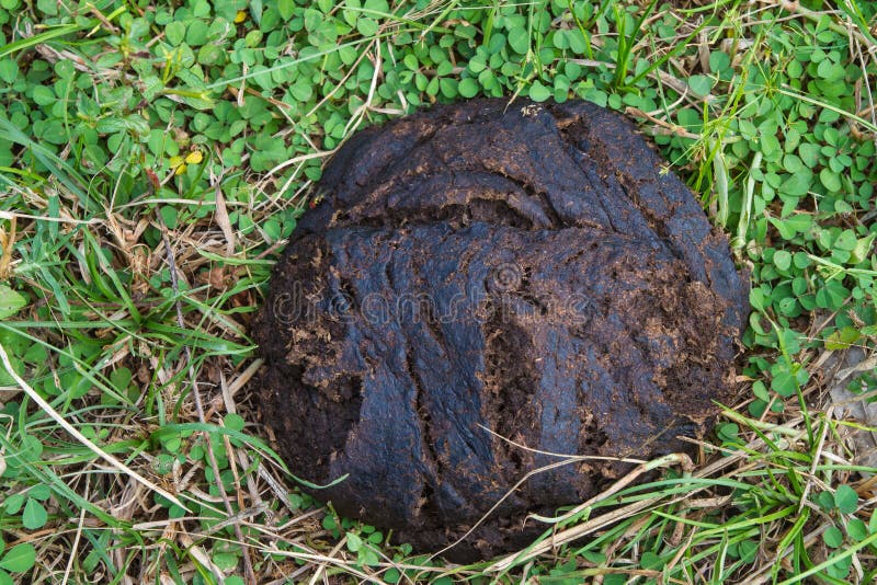 Bouse de vache image stock. Image du puants, essence - 45672495