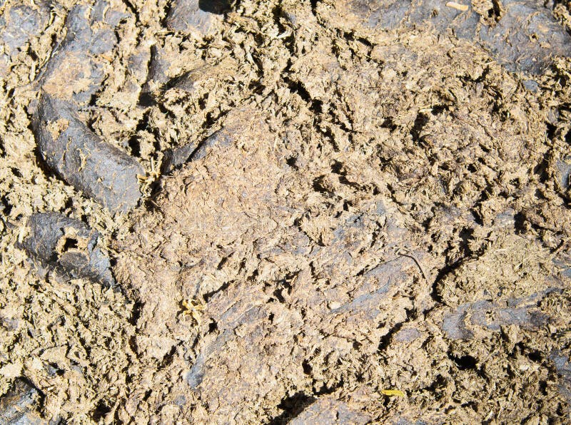 Bouse De Vache Photos Stock - Téléchargez 489 Photos libres de droits