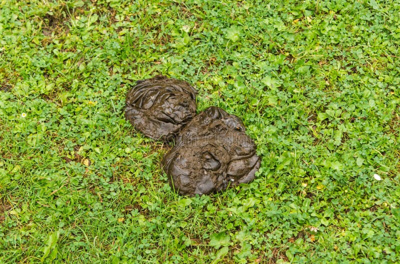 Bouse De Vache Sur Un Pré Vert Photo stock - Image: 63753202