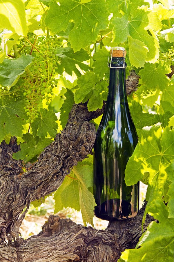 Bouteille De Champagne Sur Une Vigne Photo stock - Image du fructueux ...