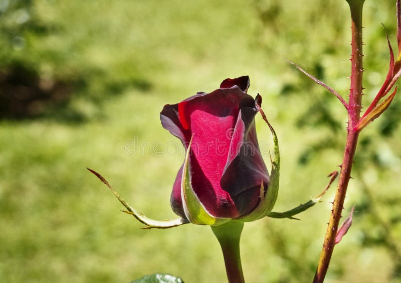 Bouton de rose rouge photo stock. Image du fleurs, niveau - 15052448
