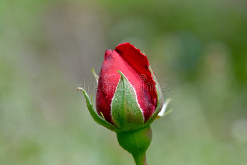 Bouton De Rose Rouge Dans Le Jardin Image stock - Image du bâti, beau ...