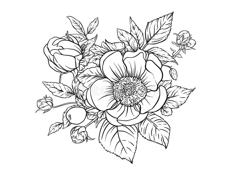Boutonniere of Wild Rose Flowers and Berries Stock Illustration ... Boutonniere of Wild Rose Flowers and Berries Stock Illustration ...
