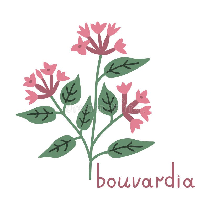 Bouvardia Icon Stock Illustrations – 8 Bouvardia Icon Stock ...