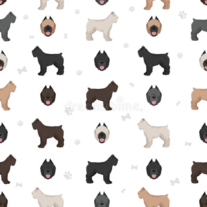 Bouvier Des Flandres Clipart. Different Coat Colors and Poses Set Stock ...