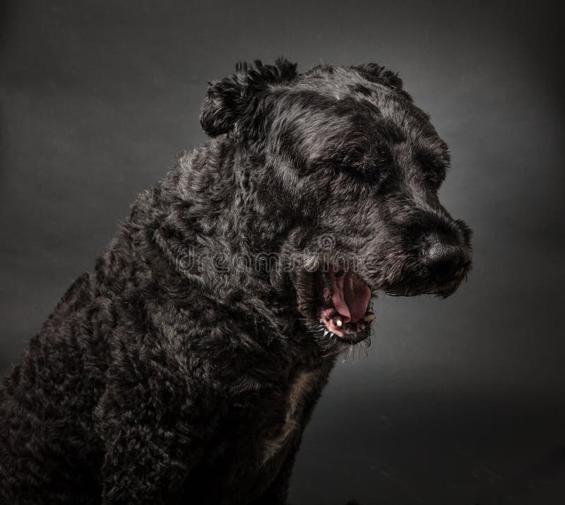 Bovaro delle fiandre fotografia stock. Immagine di razza - 32033238