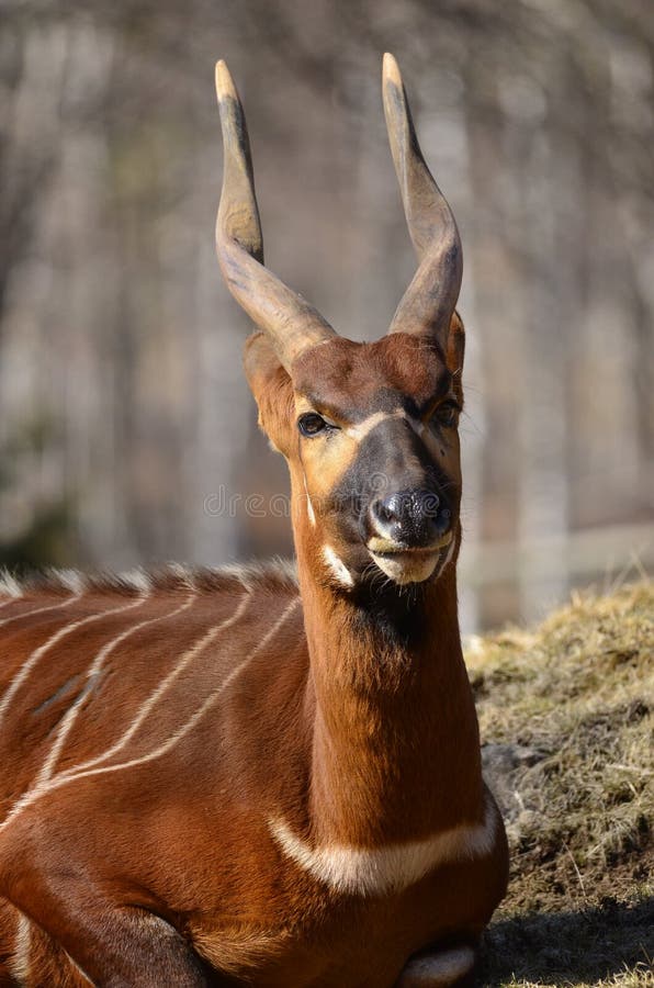 A Bovidae stock photo. Image of wilderness, hooves, bambi - 30527694