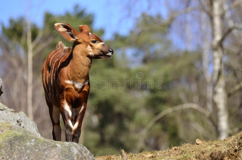 A Bovidae in closeup stock image. Image of deers, deer - 30527791
