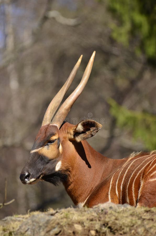 A Bovidae in closeup stock image. Image of cervid, hooves - 30527765