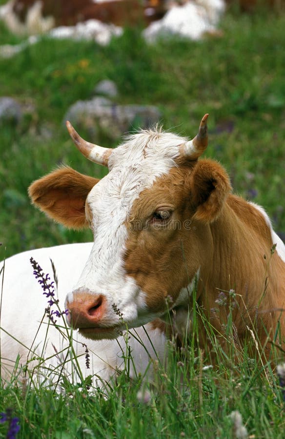 Bovin stock photo. Image of female, mammal, rearing - 170403814