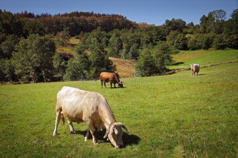 Cows Pasturing stock photo. Image of field, agriculture - 31545226
