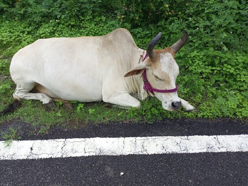Bovino Punganur Enano De Raza Bovina Imagen de archivo - Imagen de ...