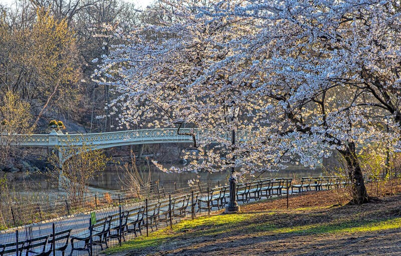 Bow bridge stock image. Image of central, arch, season - 275133587