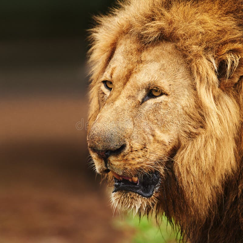 Bow Down To Your King. a Lion on the Plains of Africa. Stock Photo ...