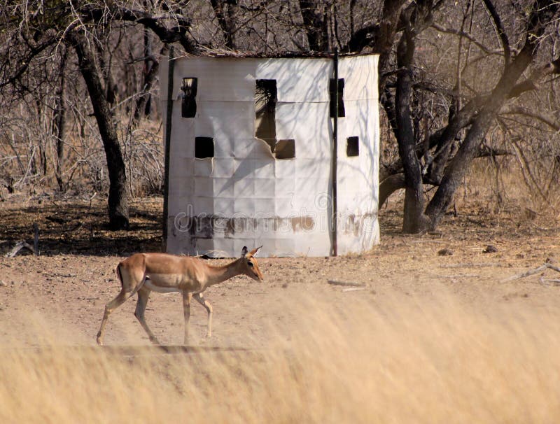 Bow Hunters Hideout with Impala Stock Image - Image of hunt, bosveld ...