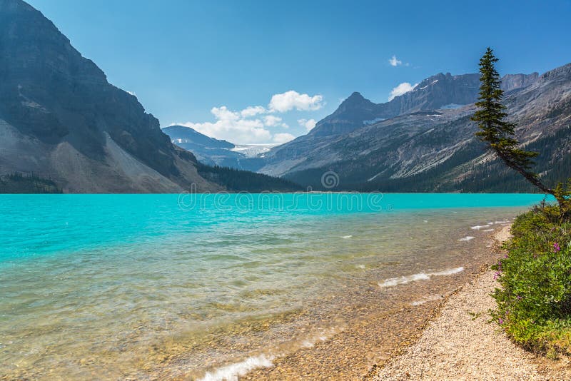 Bow Lake in British Columbia Banff in Canada Stock Photo - Image of ...