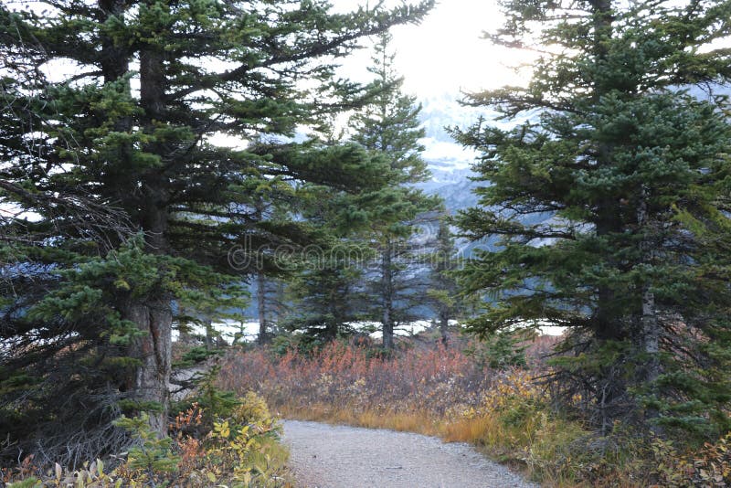 Bow Lake Hiking Path stock image. Image of glacier, canada - 61095319