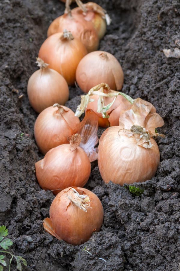 Bow on landing stock photo. Image of sowing, organic - 91094000