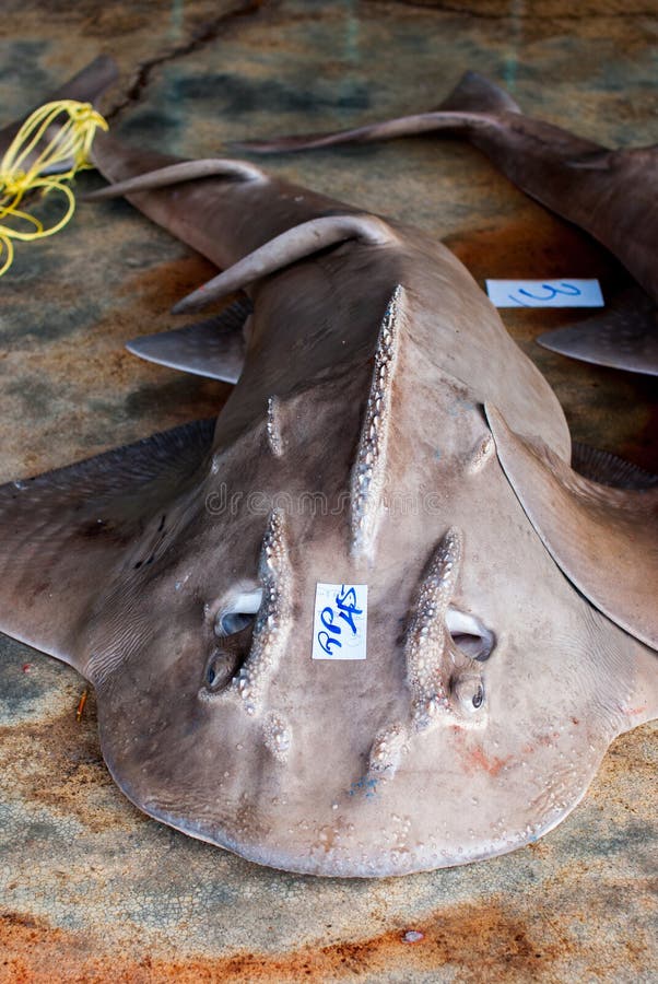 Bow mouth Guitar Shark stock image. Image of guitarshark - 32440787