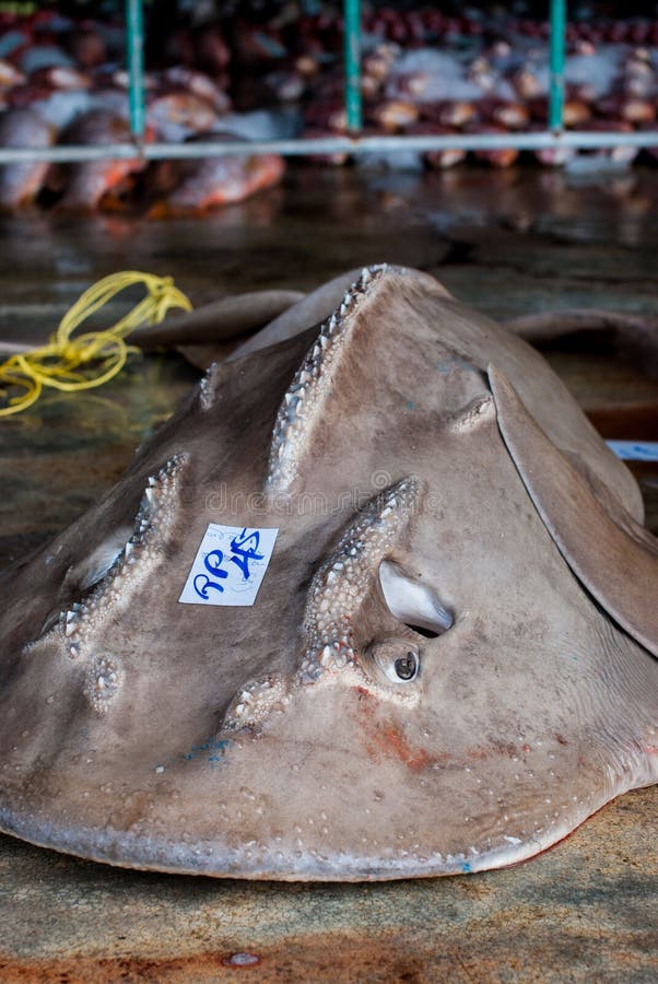 Bow mouth Guitar Shark stock photo. Image of rhina, rhinobatidae - 32440868