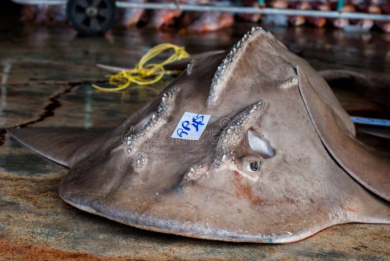 Bow mouth Guitar Shark stock image. Image of guitar, fish - 32440993