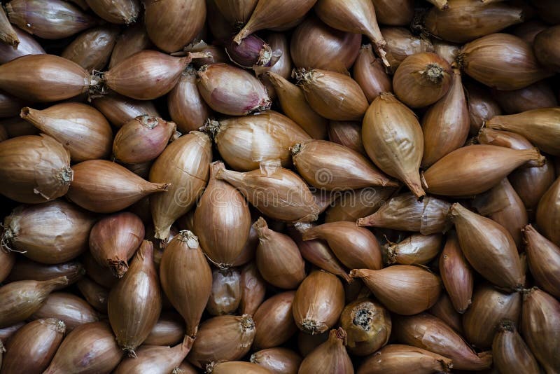 Bow for Planting. Fresh Onions Stock Image - Image of onions, golden ...