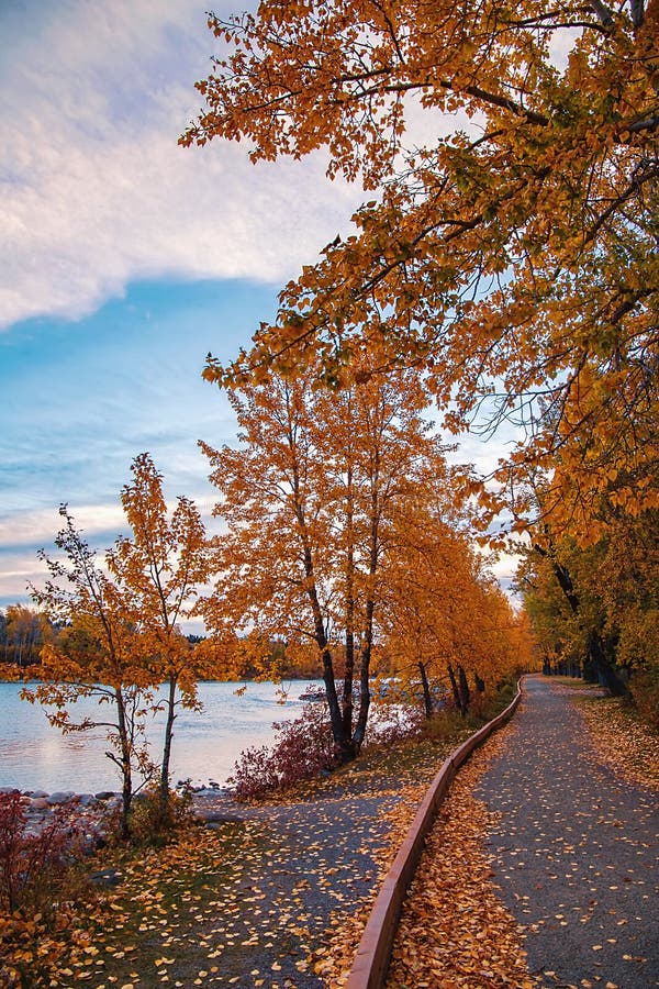Bow River Pathway through a Fall Park Stock Photo - Image of path ...