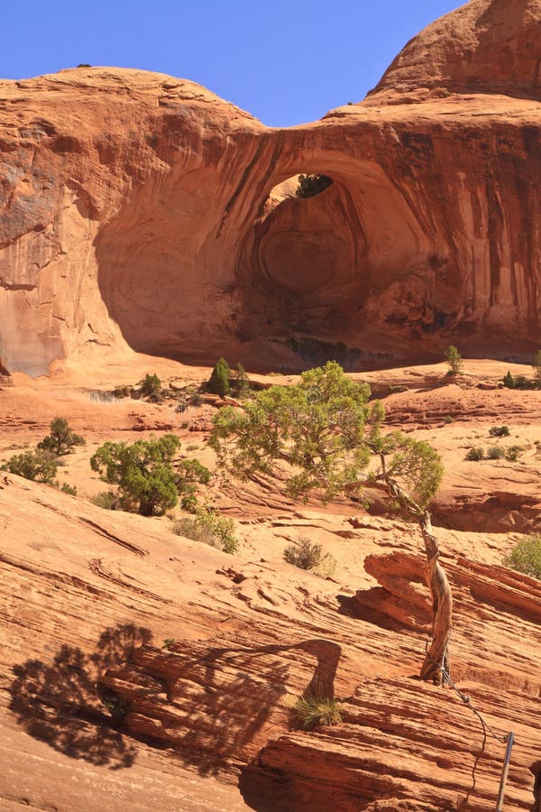 Bow Tie Arch and Tree Shadow Stock Image - Image of landscape, nature ...