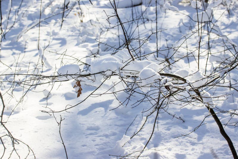 Bowed Thin Tree Covered with Bright Fluffy Snow Stock Image - Image of ...
