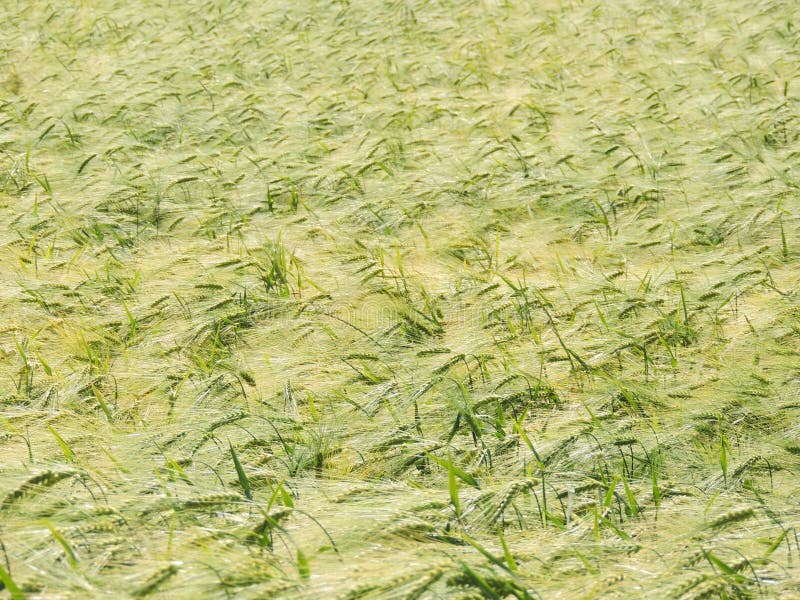 Bowed wheat field texture. stock photo. Image of fresh - 32057562
