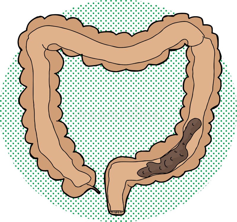 Large Intestine Inside