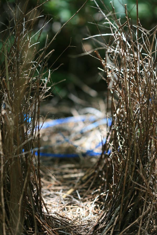 Bower stock photo. Image of birds, blue, nest, australia - 83516430