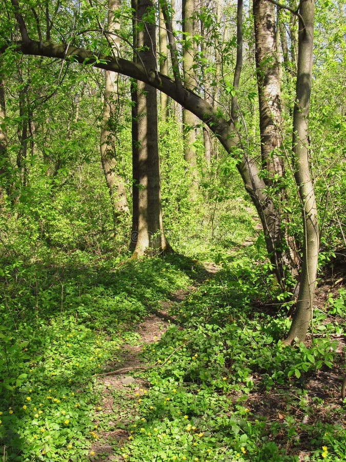Bower tree in green wood stock image. Image of plants - 53566535