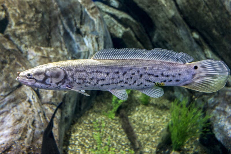 Bowfin, Amia-calva, - `-het Leven Fossiel ` Stock Foto - Image of ...