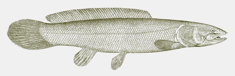 Bowfin Stock Illustrations – 7 Bowfin Stock Illustrations, Vectors ...