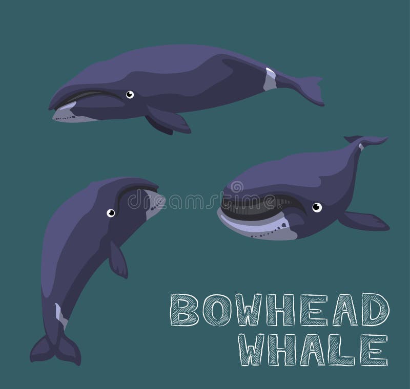 Bowhead Whale Cartoon Vector Illustration Stock Vector - Illustration ...
