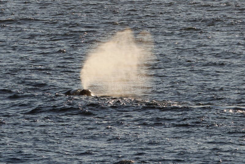 The Bowhead Whale S Blow in the Arctic Stock Photo - Image of flipper ...