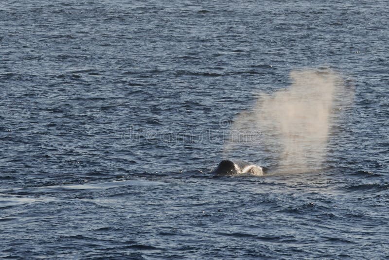 The Bowhead Whale S Blow in the Arctic Stock Photo - Image of beach ...