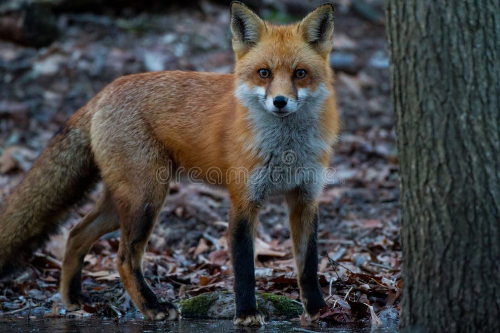 Bowie on Ice stock photo. Image of wild, predator, nature - 83347422