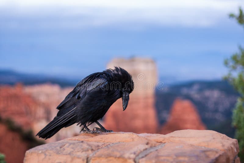 Bowing Raven Stock Photos - Free & Royalty-Free Stock Photos from ...