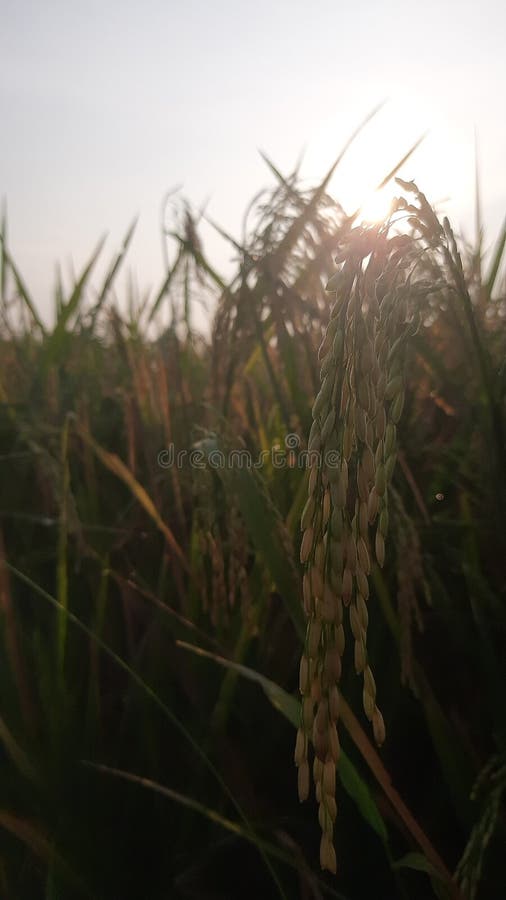 The Bowing Rice Indicates that it is Ripe Accompanied by the Sun that ...