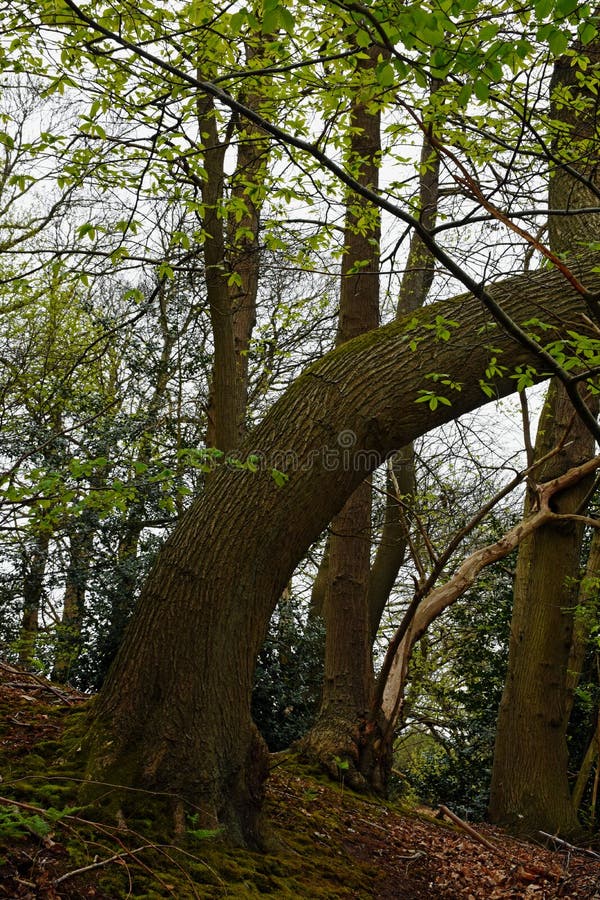 Bowing Tree, Surlingham, Norfolk, England Stock Image - Image of ...