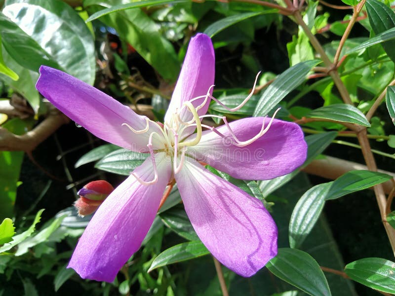 Bowitiya Plant Stock Photos - Free & Royalty-Free Stock Photos from ...