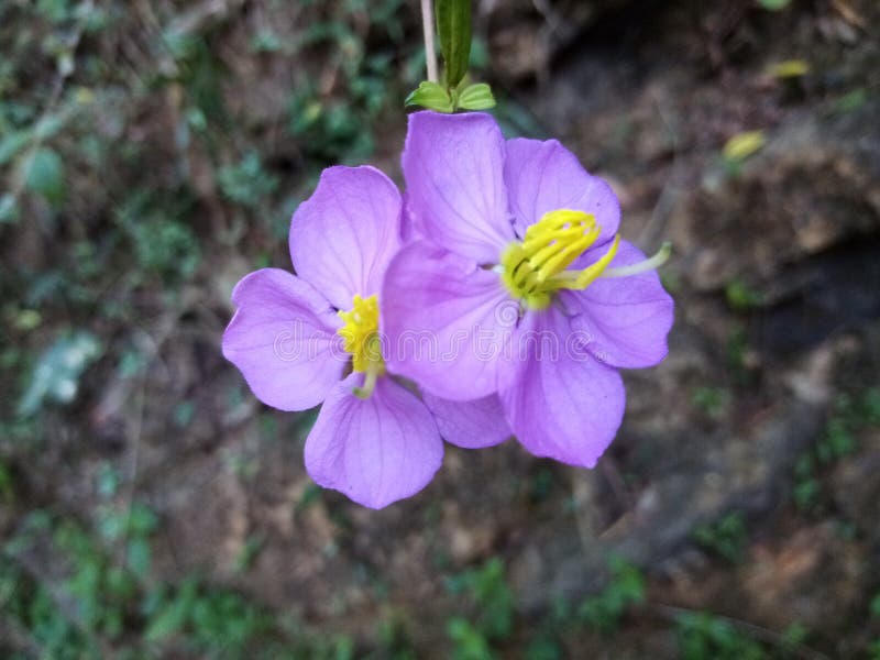 Bowitiya Flowers in Kandy stock photo. Image of garden - 244993288