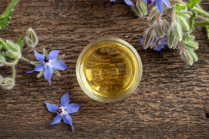 A Bowl of Borage Oil with Blooming Borage Plant Stock Photo - Image of ...