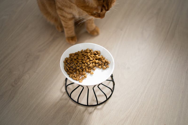 Bowl with Cat Food and Ginger Cat Sitting Next To it Stock Photo ...