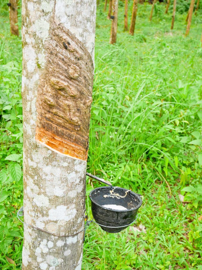 Bowl for Collecting Latex from a Rubber Tree Stock Image - Image of ...