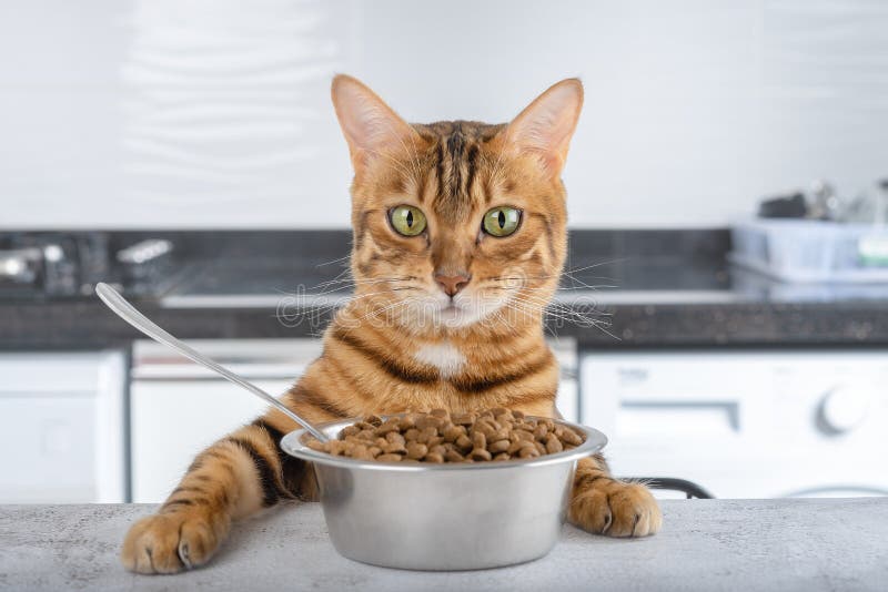 A Bowl of Dry Cat Food on the Table and a Bengal Cat Stock Image ...